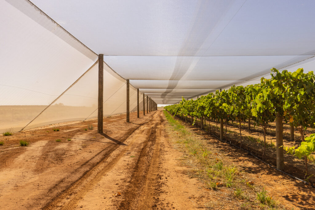 Grape Protection - Empak