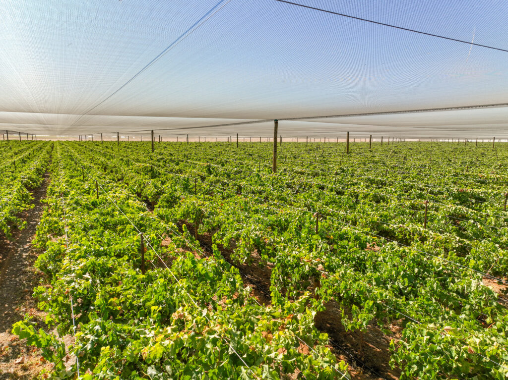 Grape Protection - Empak