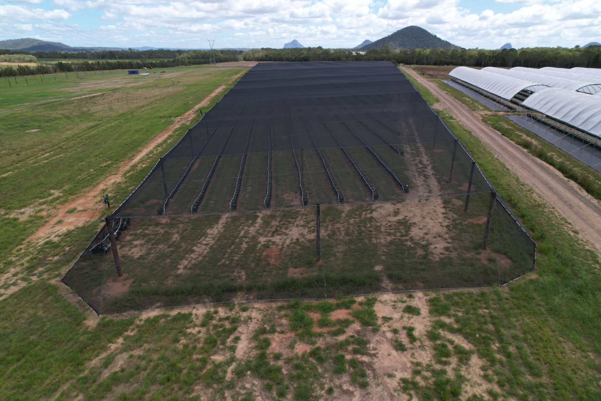 Blueberry Netting Structure - Empak